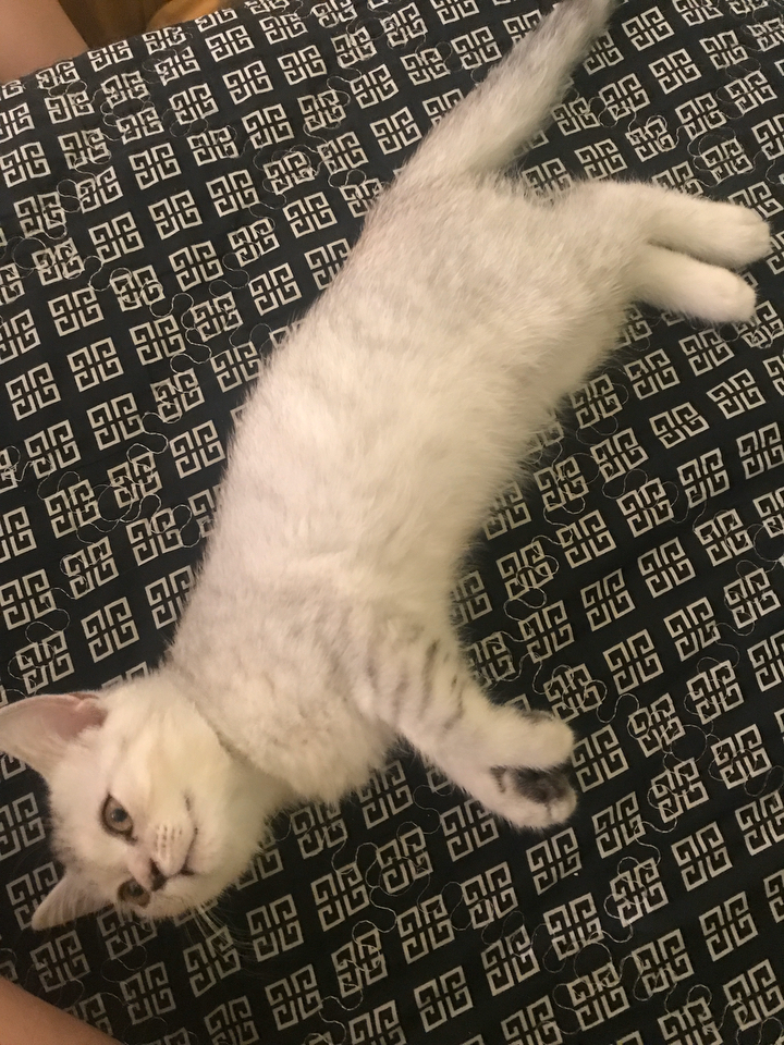 “Ngu si hưởng thái bình” Ngẫm...